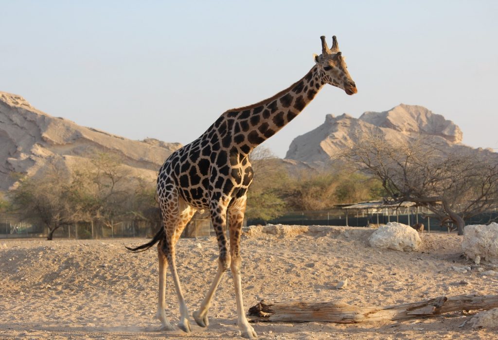 Get the Ultimate Family Guide to Abu Dhabi